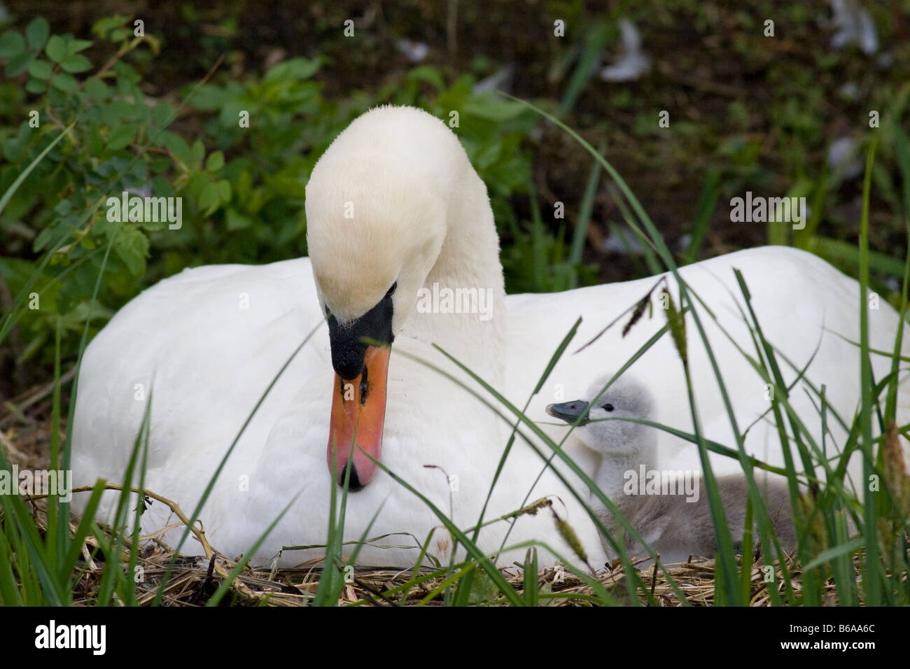 Brooding swan hi-res stock photography and images - Alamy
