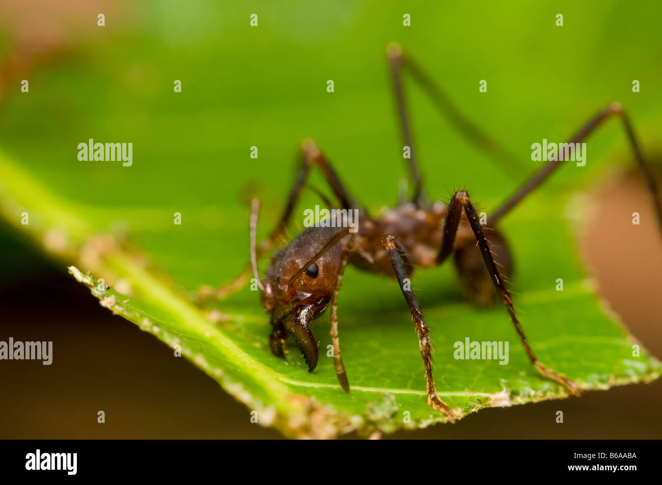 LEAF-CUTTER ANT cutting leaf Atta sp. Amazonian Rainforest Stock Photo ...
