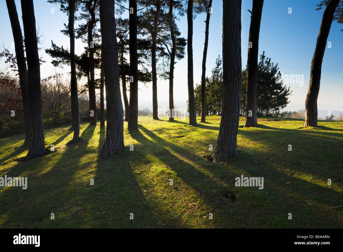 Shadows cast by a clump of pine trees on the Clent Hills Worcestershire ...