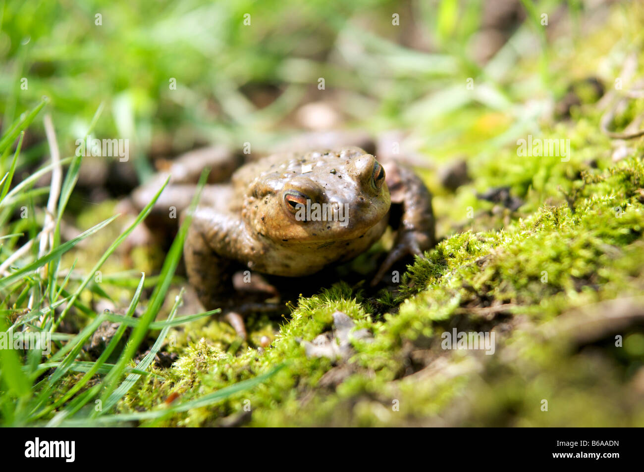 Frog in the Undergrowth Stock Photo - Alamy