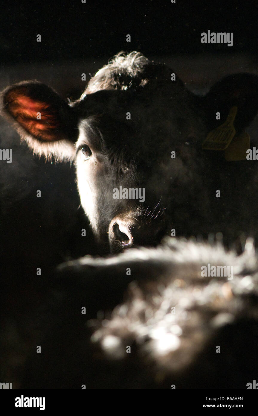 Cold cow hi-res stock photography and images - Alamy