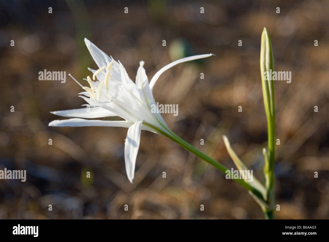 Flower of a sea daffodil growing in sand dunes in Ramla Bay, Gozo ...