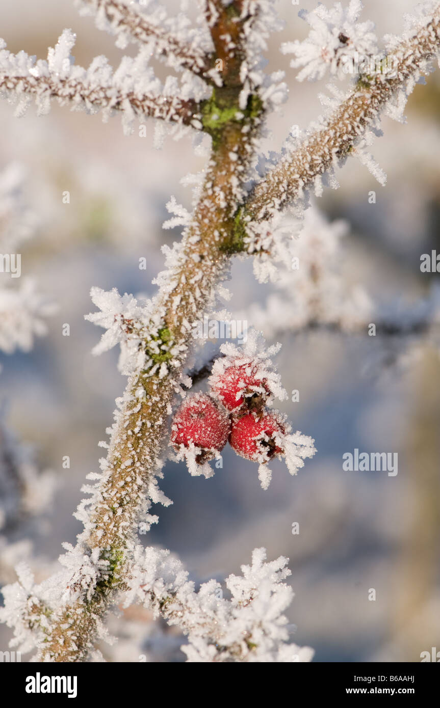Icicle berries hi-res stock photography and images - Alamy