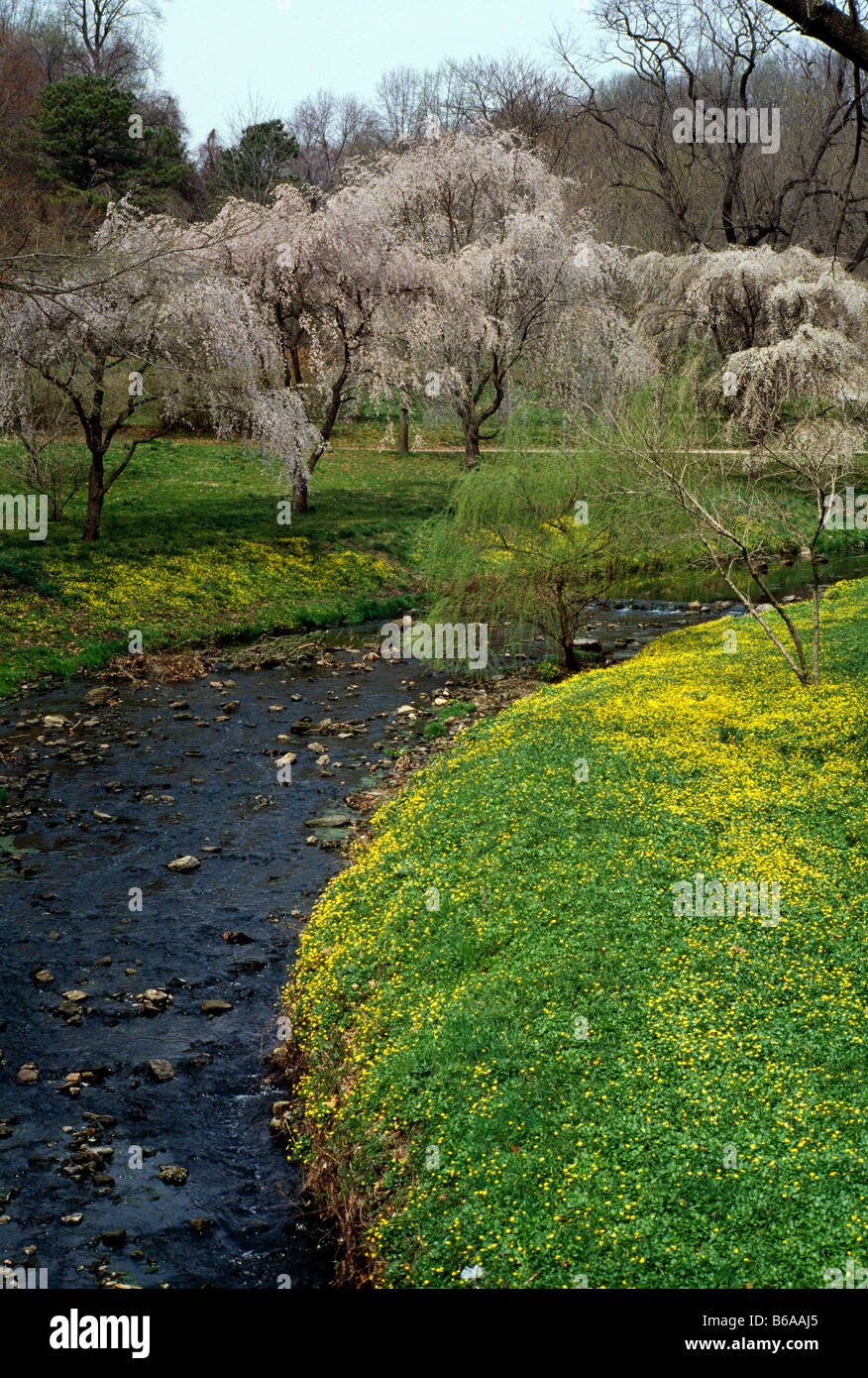 Weeping Cherry trees shidarezakura in spring bloom Fairmount Park ...
