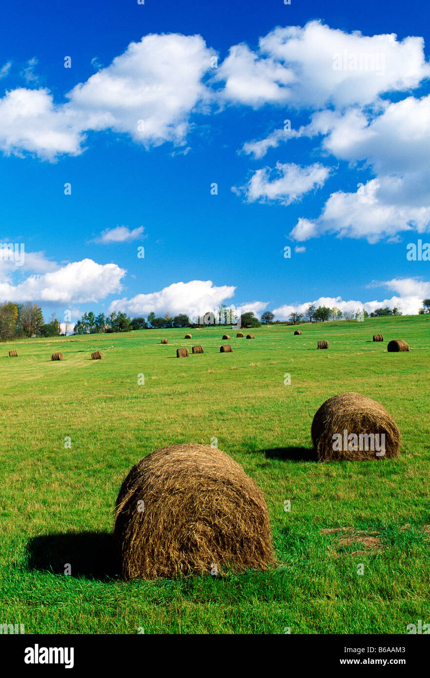 Rolls of freshly cut hay drying in farm fields, Tioga County ...