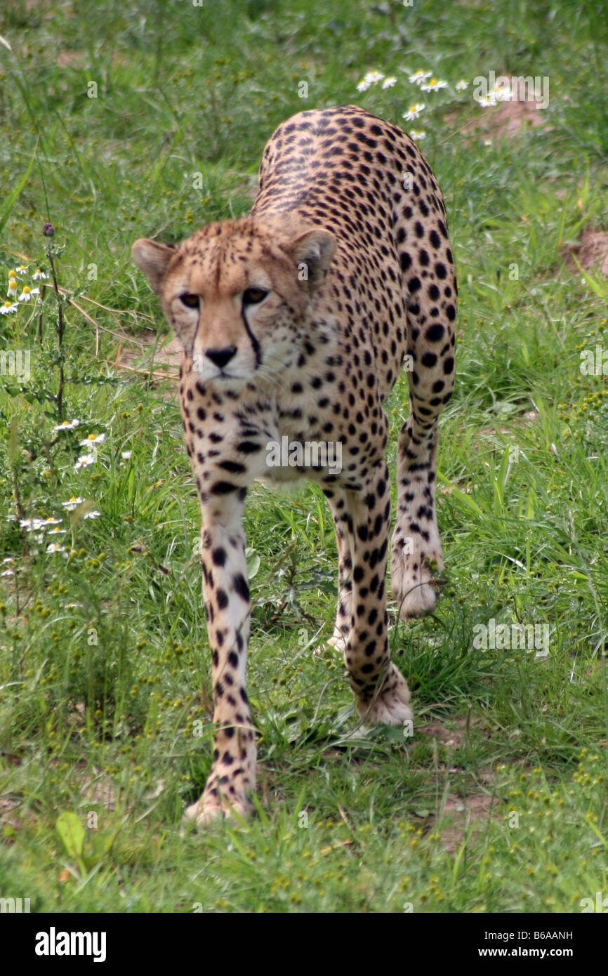 Cheetah Stalking Alert in Grass [Chester Zoo, Chester, Cheshire ...