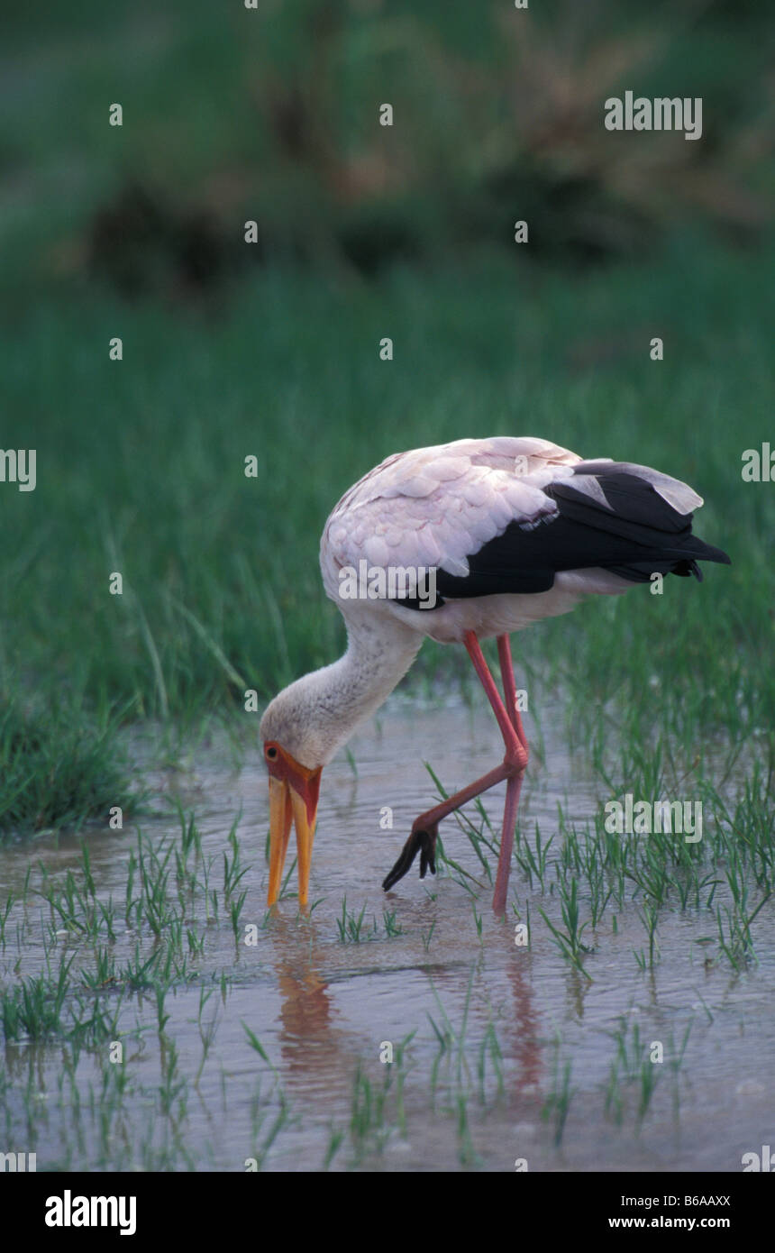 yellow billed stork searching for food Stock Photo - Alamy