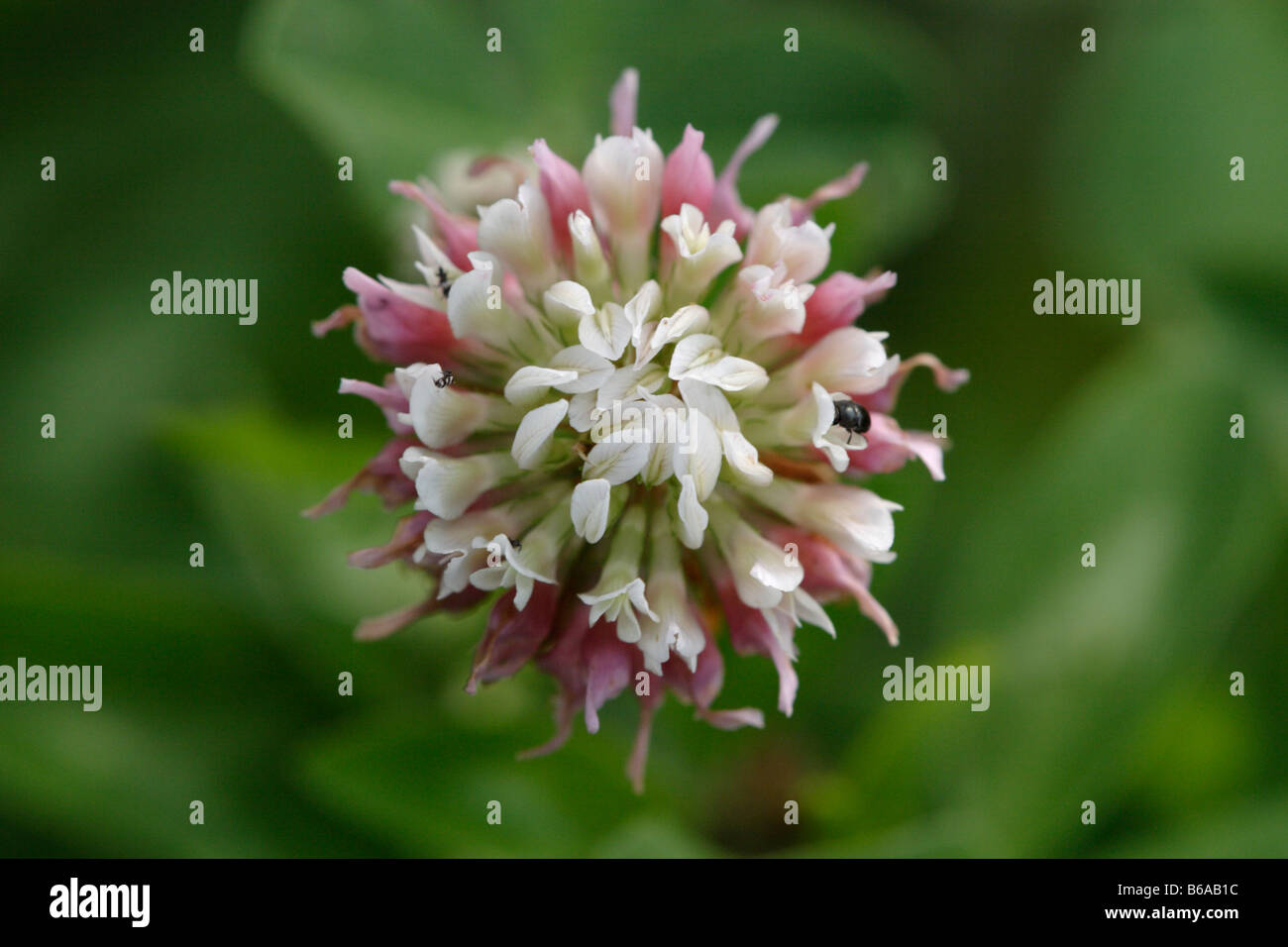 Trifolium repens, the White Clover Stock Photo - Alamy