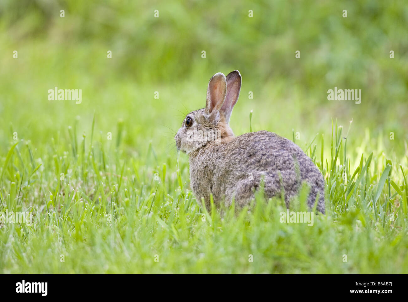 Common Rabbit "Oryctolagus cuniculus Stock Photo - Alamy