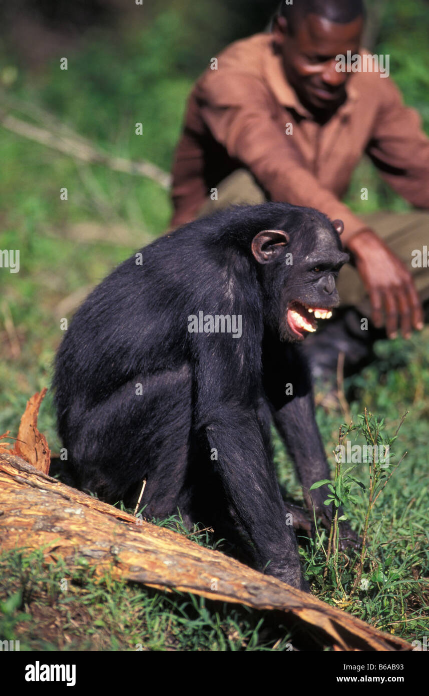 chimpanzee with human Stock Photo - Alamy