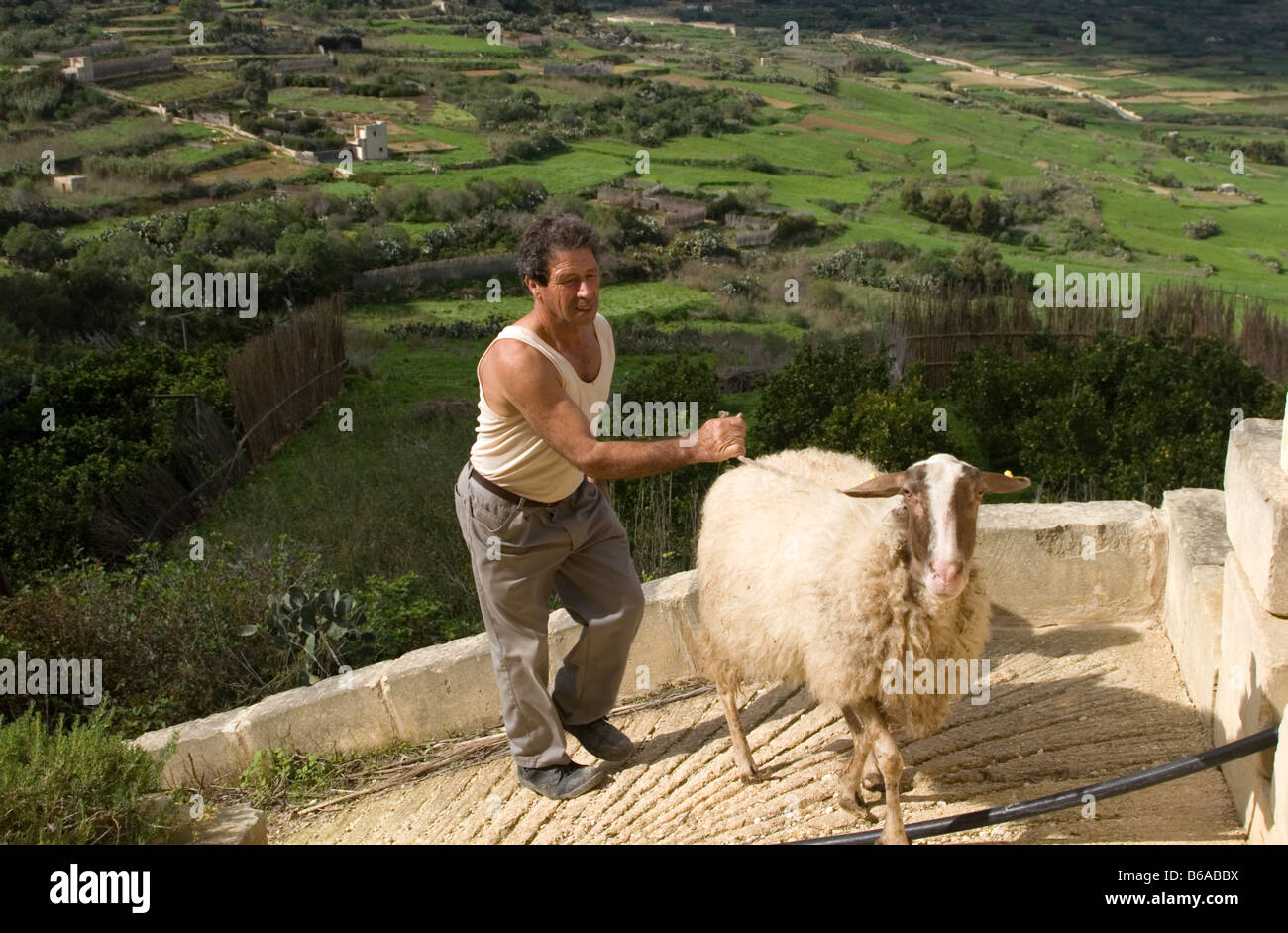 A farmer taking his sheep back to the farm after a day in the fields at ...