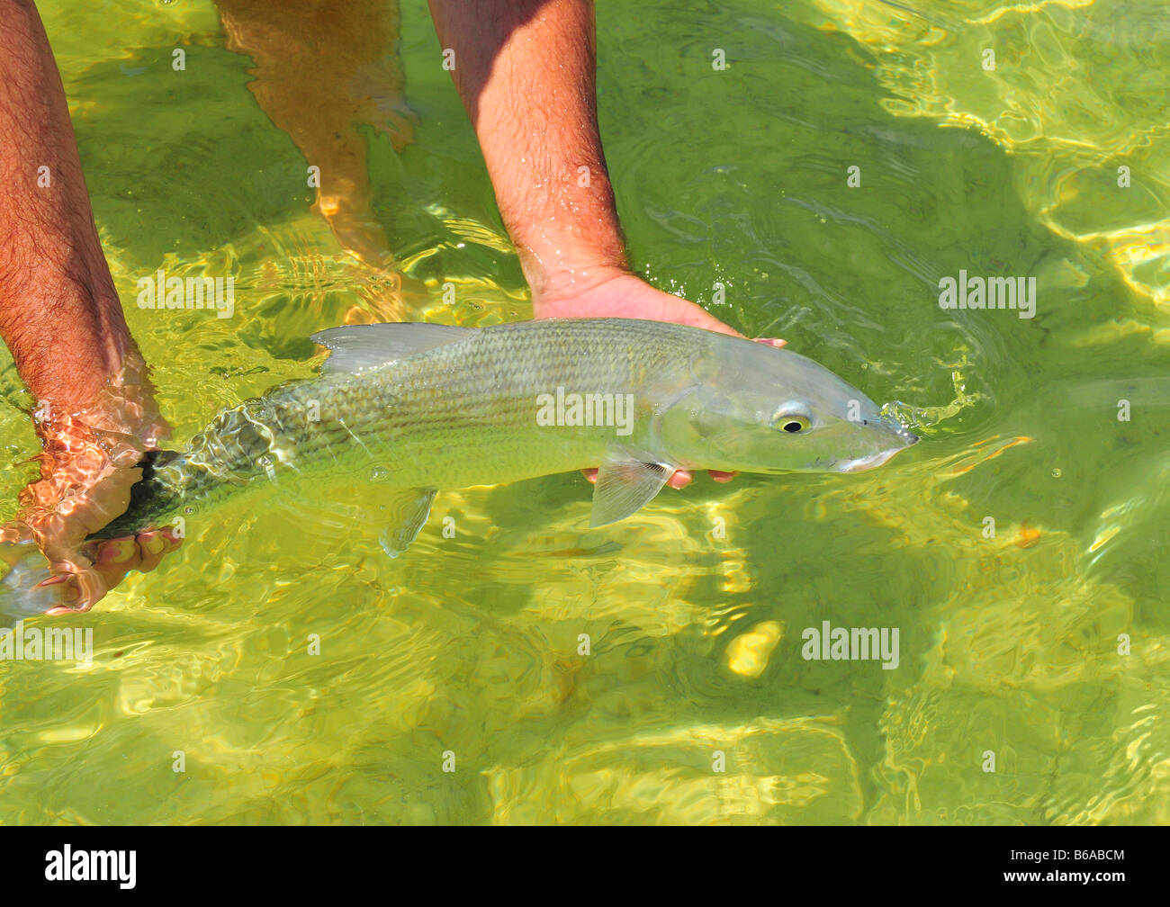 A large bonefish is carefully released by an angler in the shallow ...