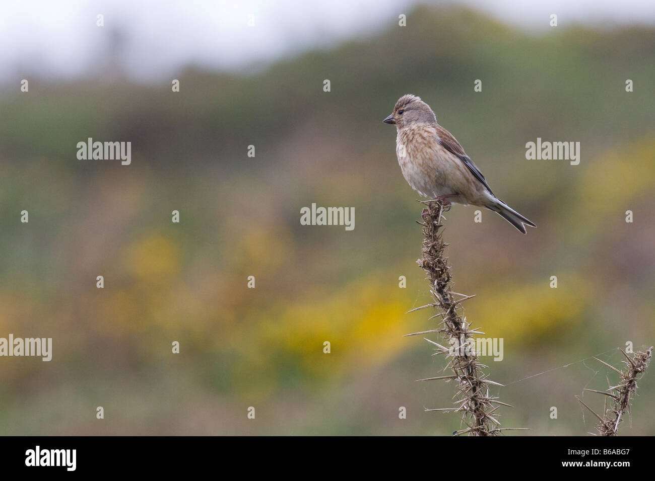 Female linnet hi-res stock photography and images - Alamy
