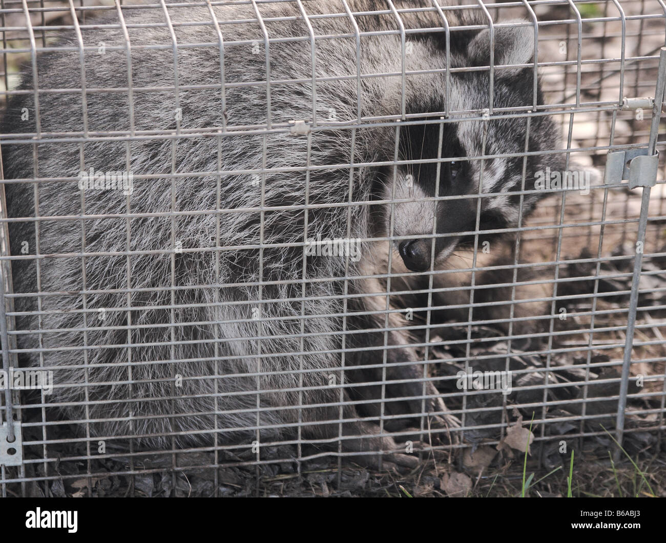 a raccoon caught in a humane trap Stock Photo - Alamy
