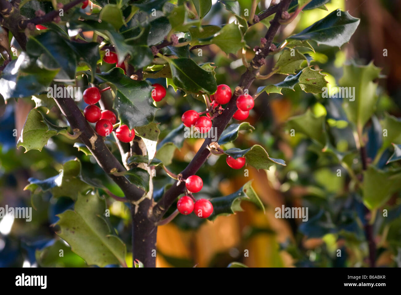 Holly shrub with red berries, green leaves. Christmas time. Horizontal ...