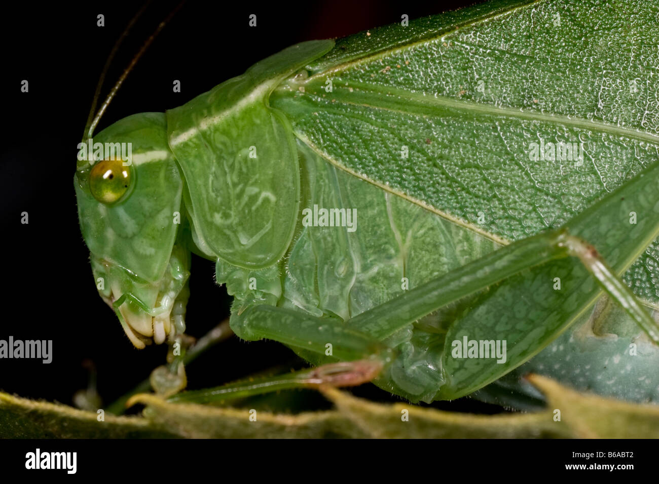 True katydid hi-res stock photography and images - Alamy