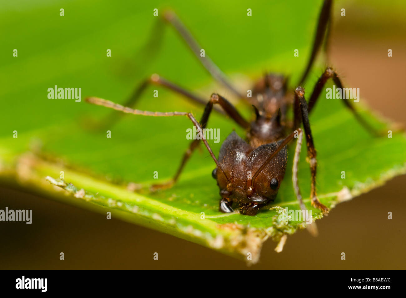 Leaf cutter ant hi-res stock photography and images - Alamy