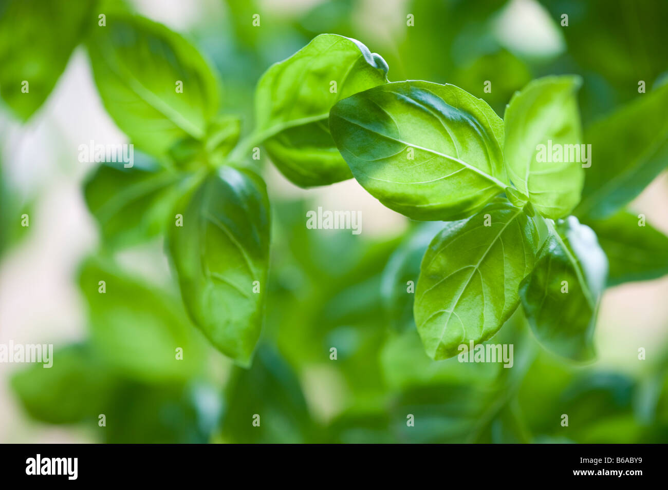 Basil plant leaves Stock Photo - Alamy