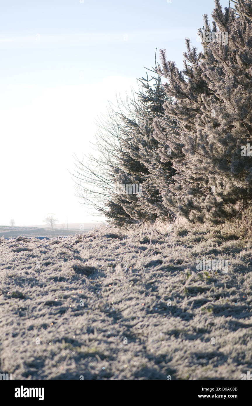 Frozen Pine Trees Stock Photo - Alamy