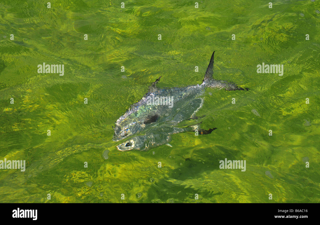 A large permit is tailing as it looks for crabs and shrimp in the clear ...