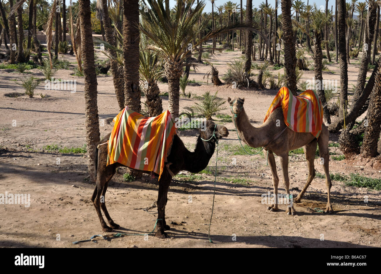 Palmeraie marrakech hi-res stock photography and images - Alamy