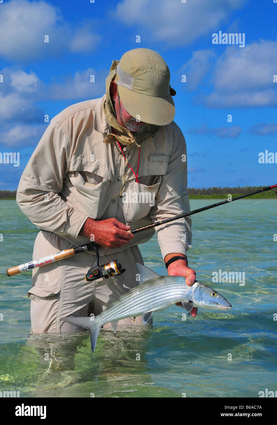 A large bonefish is carefully released by an angler in the shallow ...