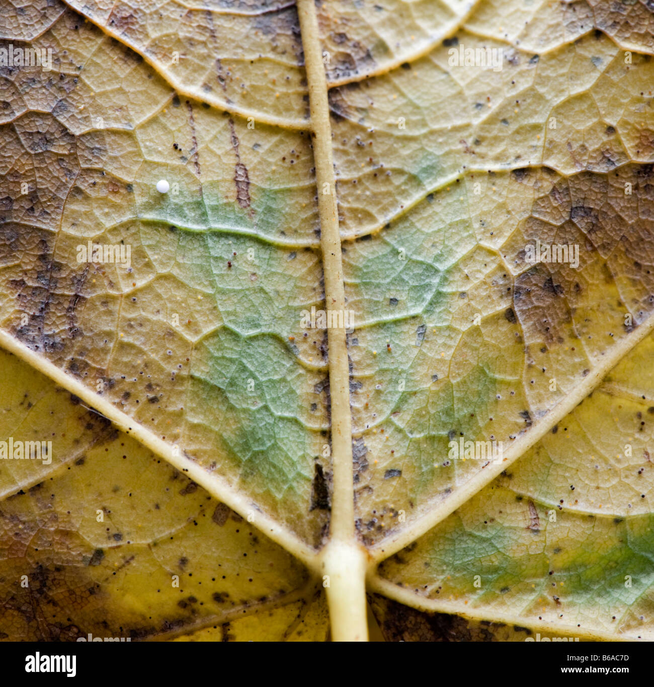 Underside of fallen Sycamore leaf in Autumn showing detail of leaf ...