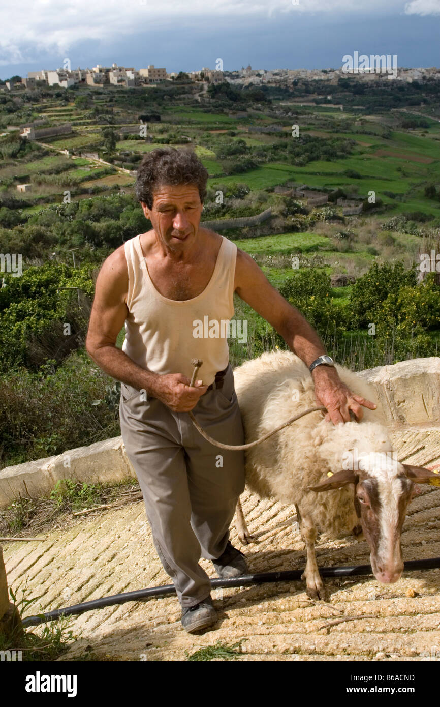 A farmer taking his sheep back to the farm after a day in the fields at ...