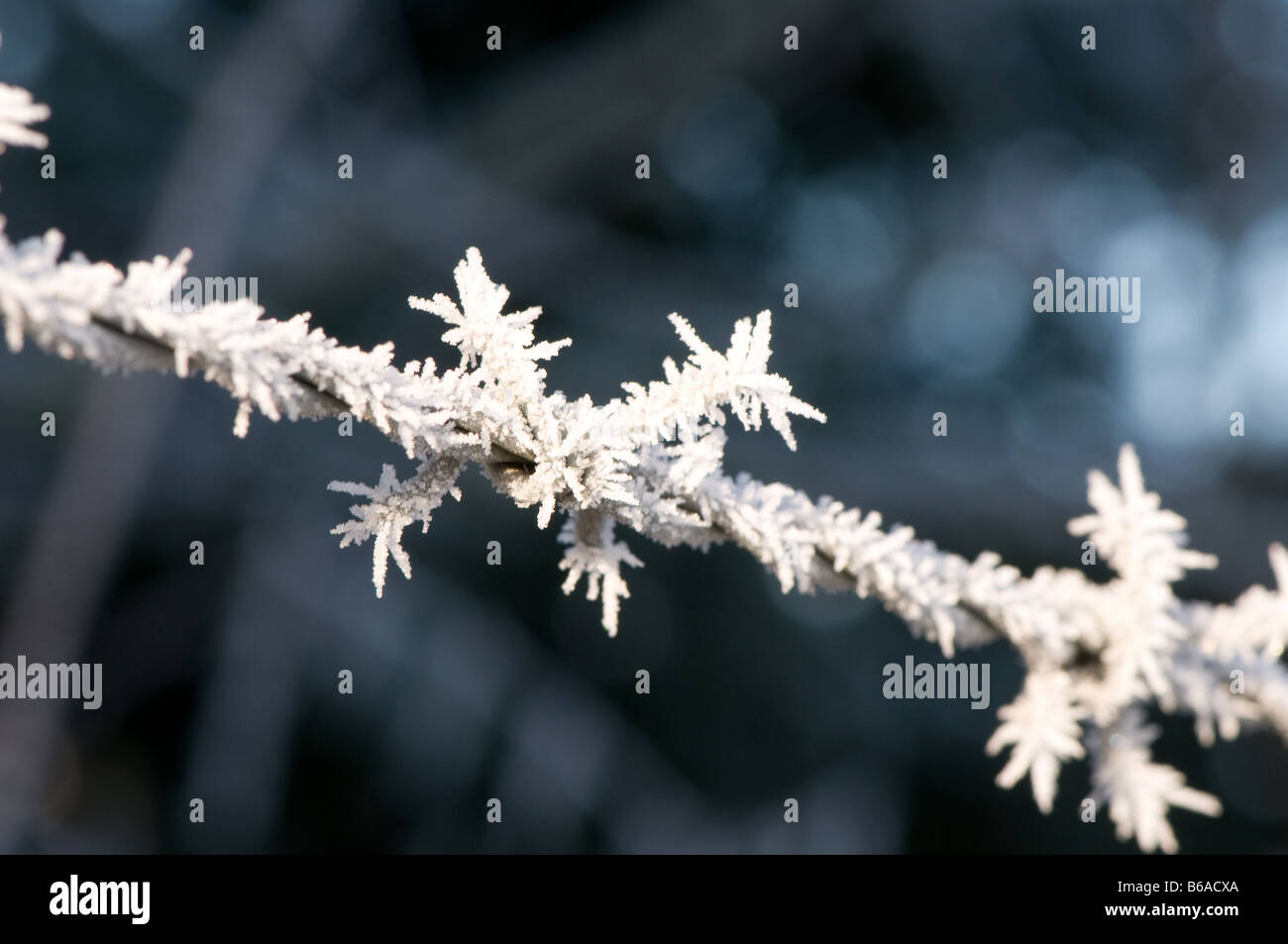 Frozen Barb Wire Stock Photo - Alamy