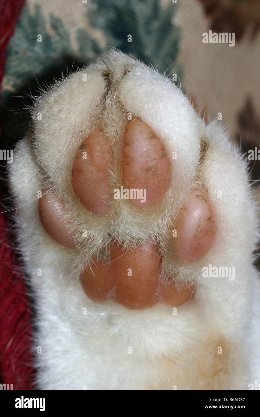 Cat paw underside pink cushions. Vertical. Cat 2097 Stock Photo - Alamy