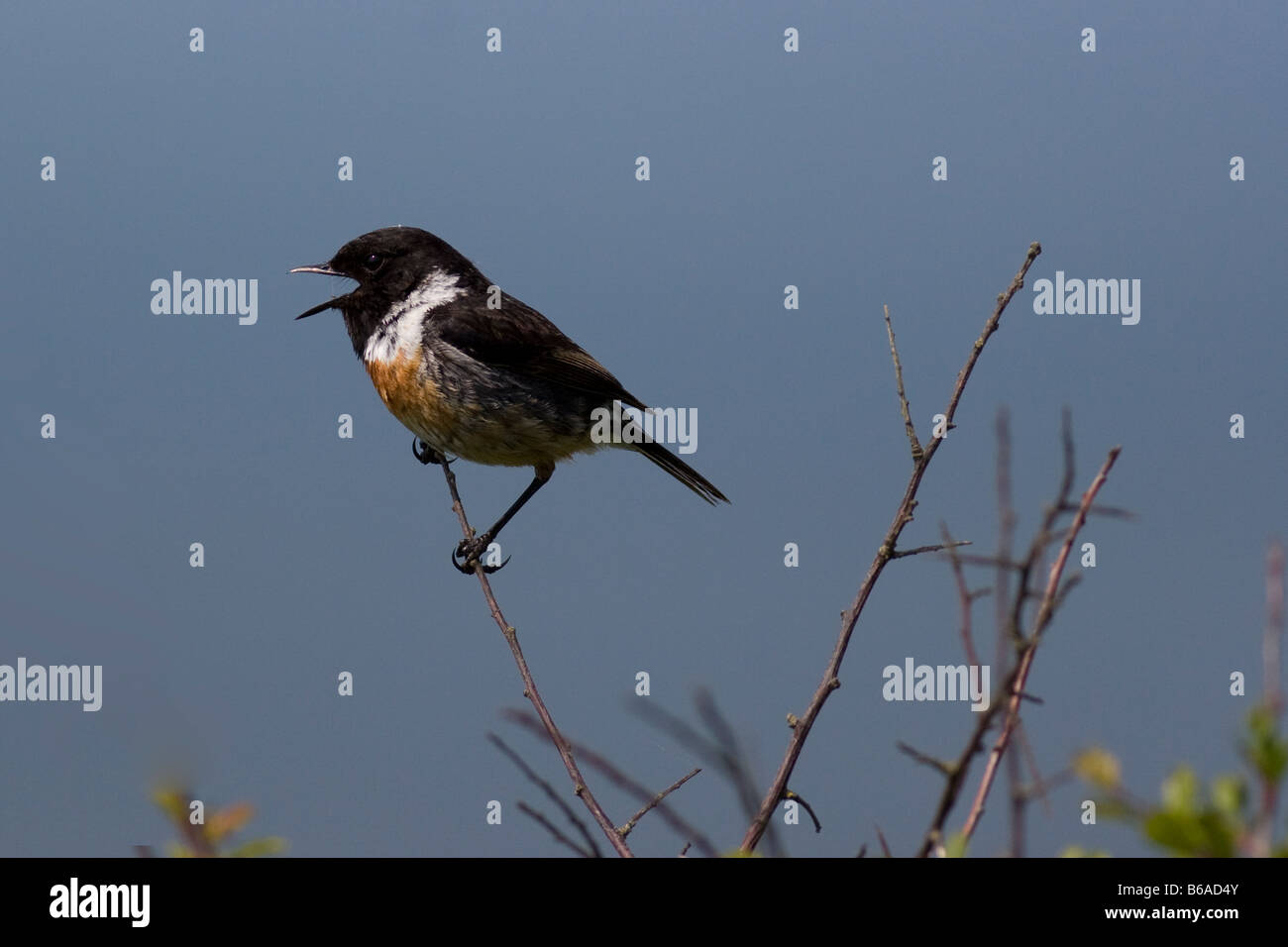 Male Stonechat (Saxicola torquata) singing Stock Photo - Alamy