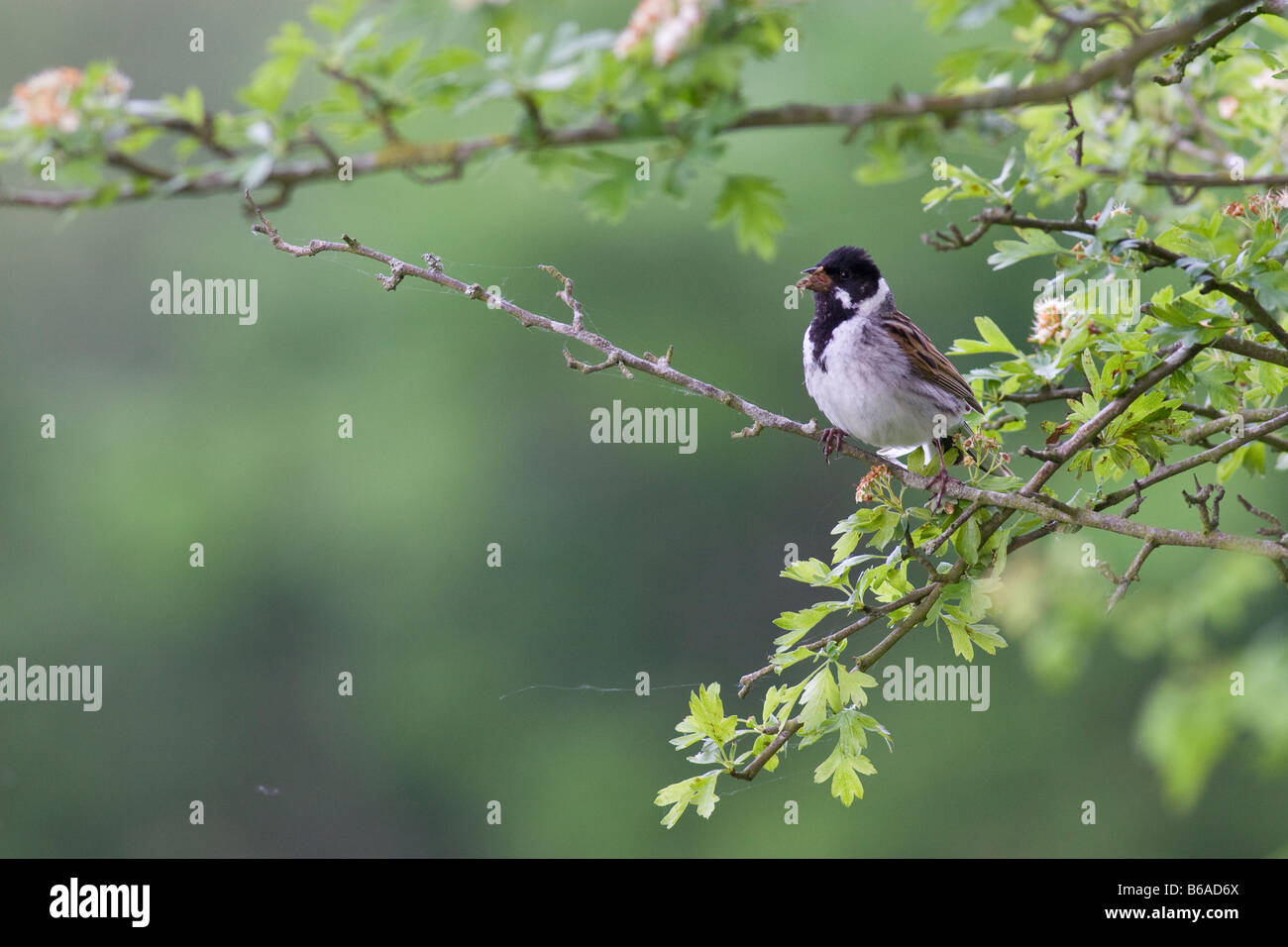 Male Reed Bunting (Emberiza schoeniclus Stock Photo - Alamy