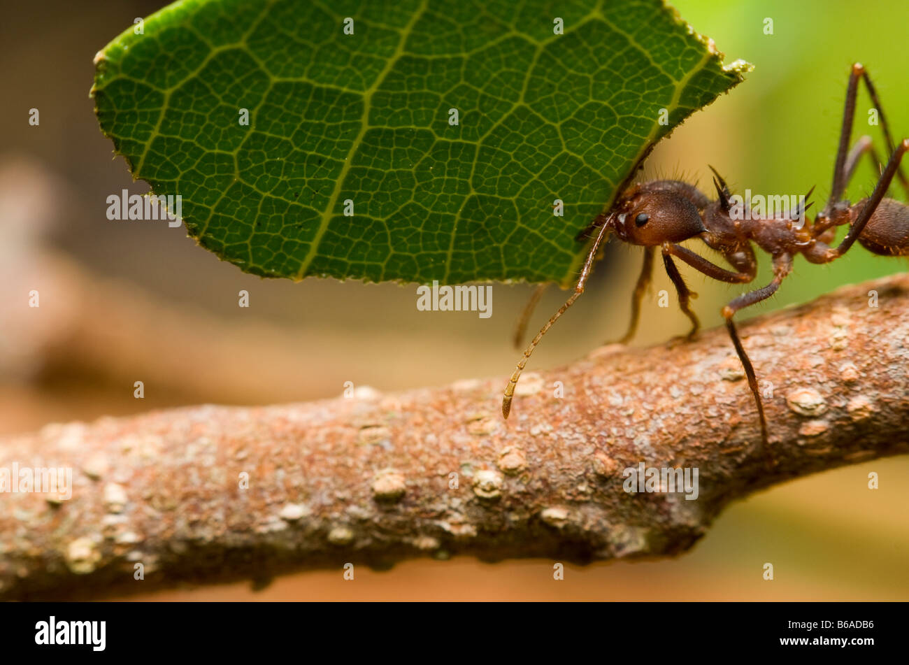 LEAF-CUTTER ANT carrying leaf Atta sp. Amazonian Rainforest Stock Photo ...