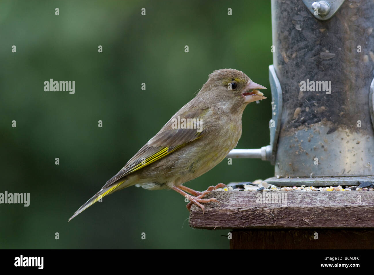 Greenfinch (Carduelis chloris) feeding on Sunflower seeds Stock Photo ...