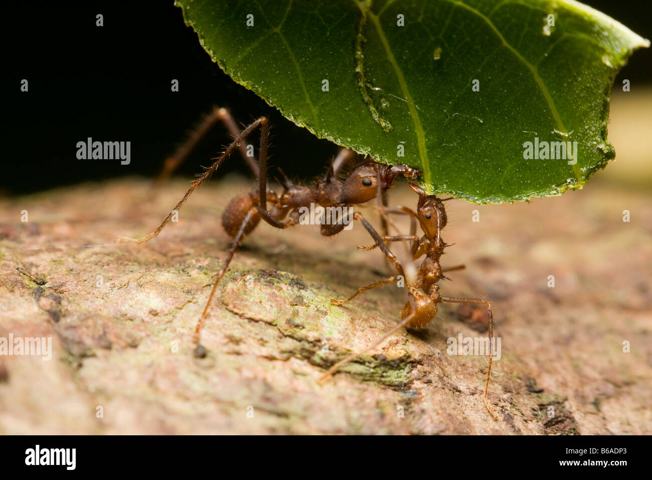LEAF-CUTTER ANT carrying leaf Atta sp. Amazonian Rainforest Stock Photo ...