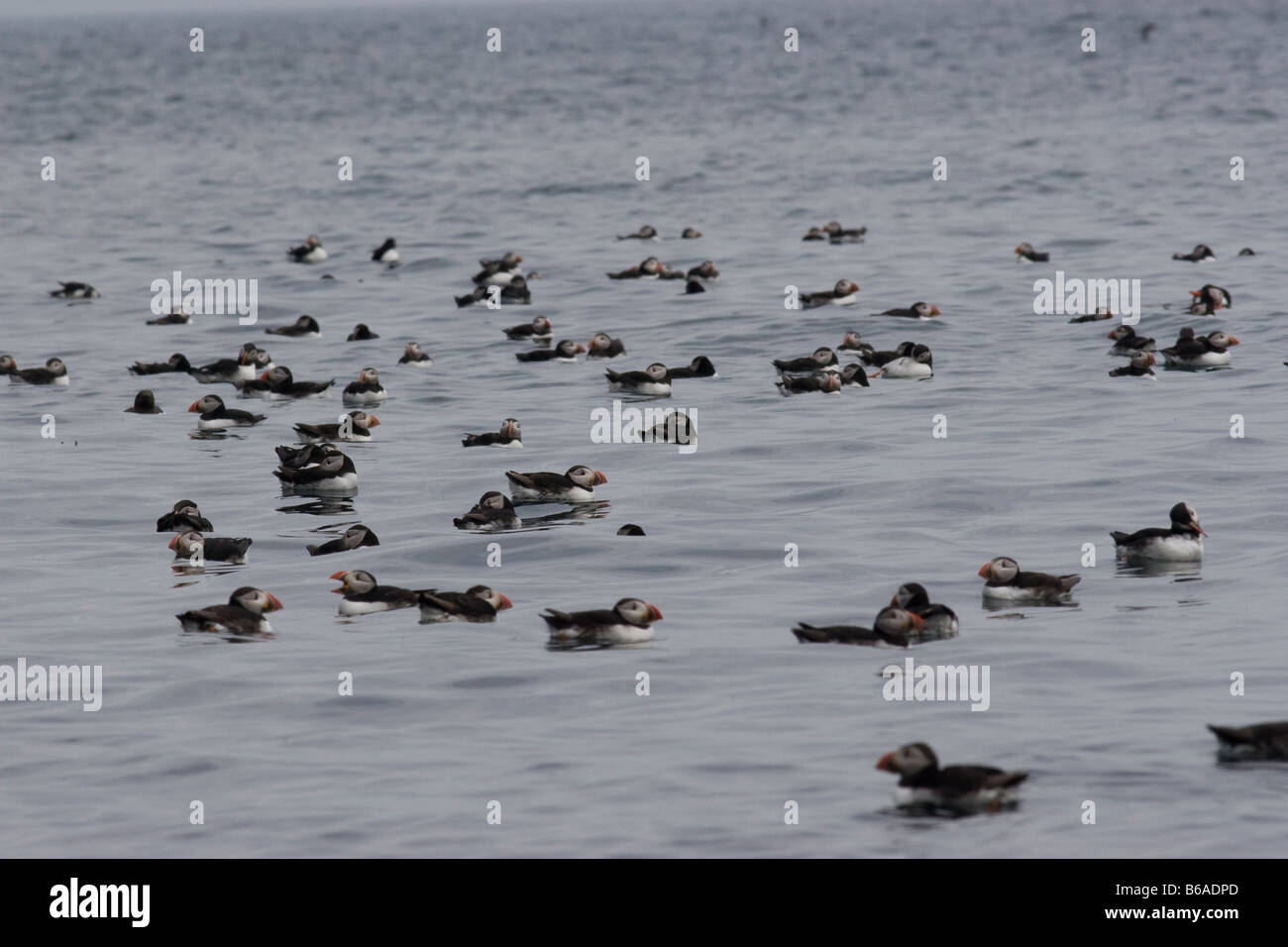 Raft for birds hi-res stock photography and images - Alamy
