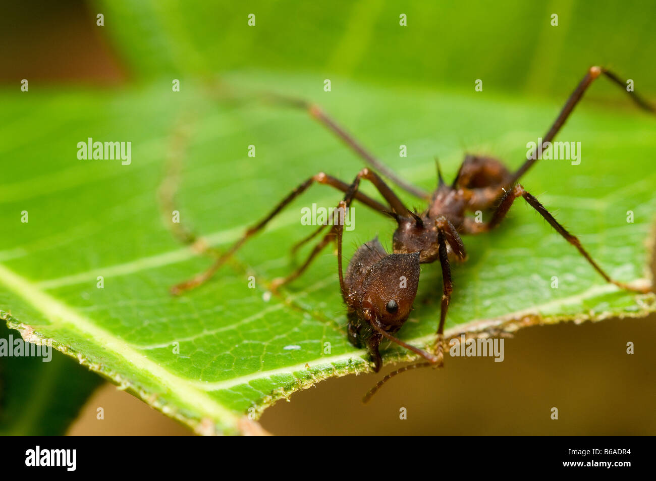 Leaf cutter ant hi-res stock photography and images - Alamy