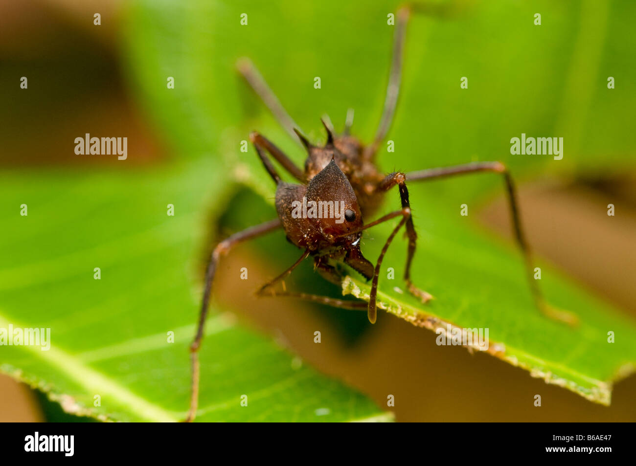 LEAF-CUTTER ANT cutting leaf Atta sp. Amazonian Rainforest Stock Photo ...