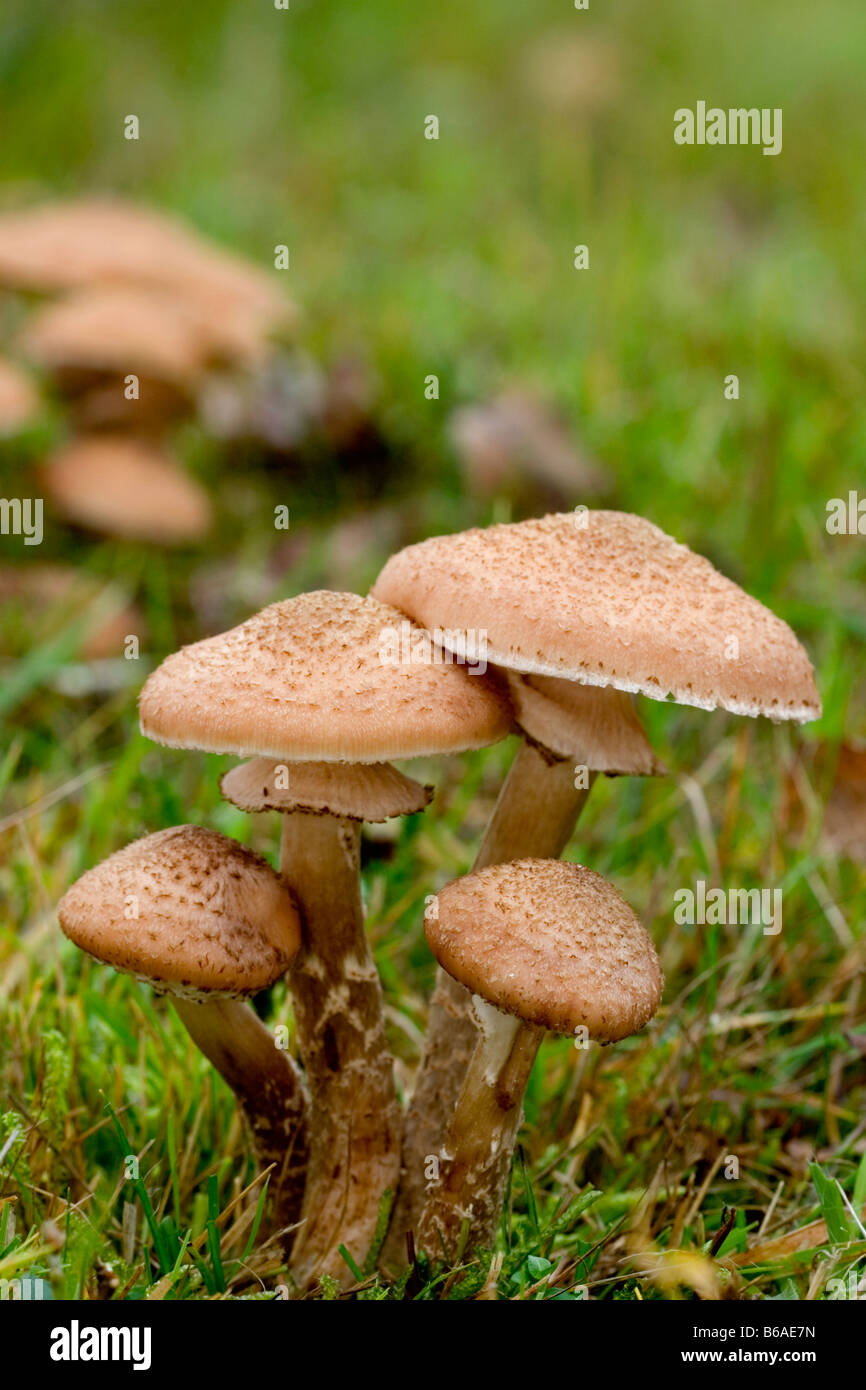fungi mushroom toadstool Stock Photo - Alamy