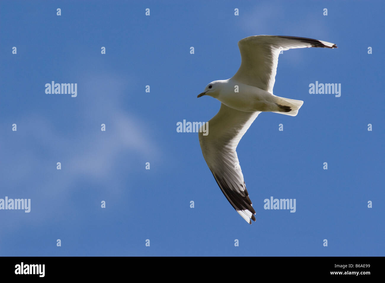 Common gull (Larus canus) in flight Stock Photo - Alamy