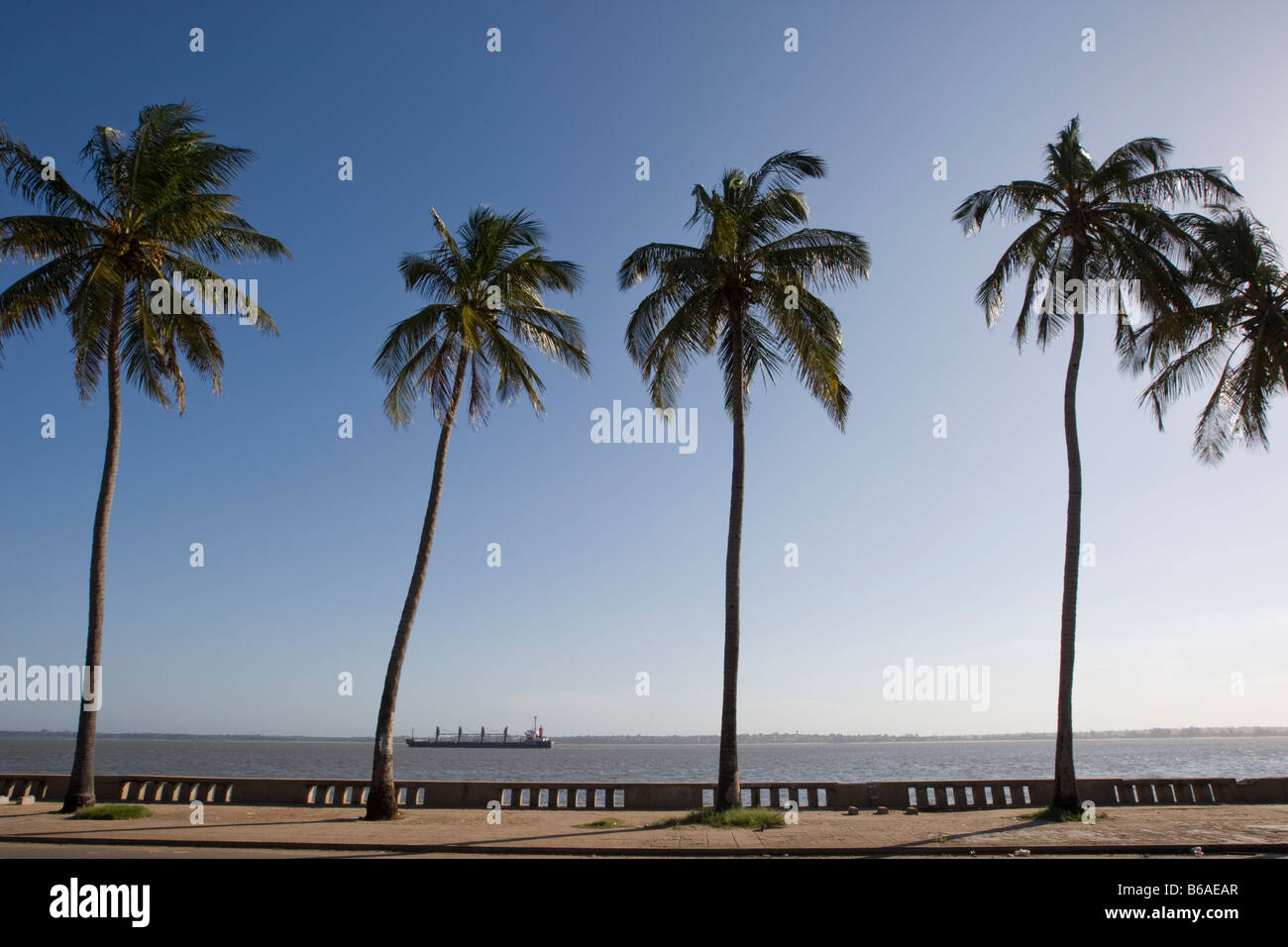 Africa Mozambique Maputo Line of palm trees lining harbor with cargo ...