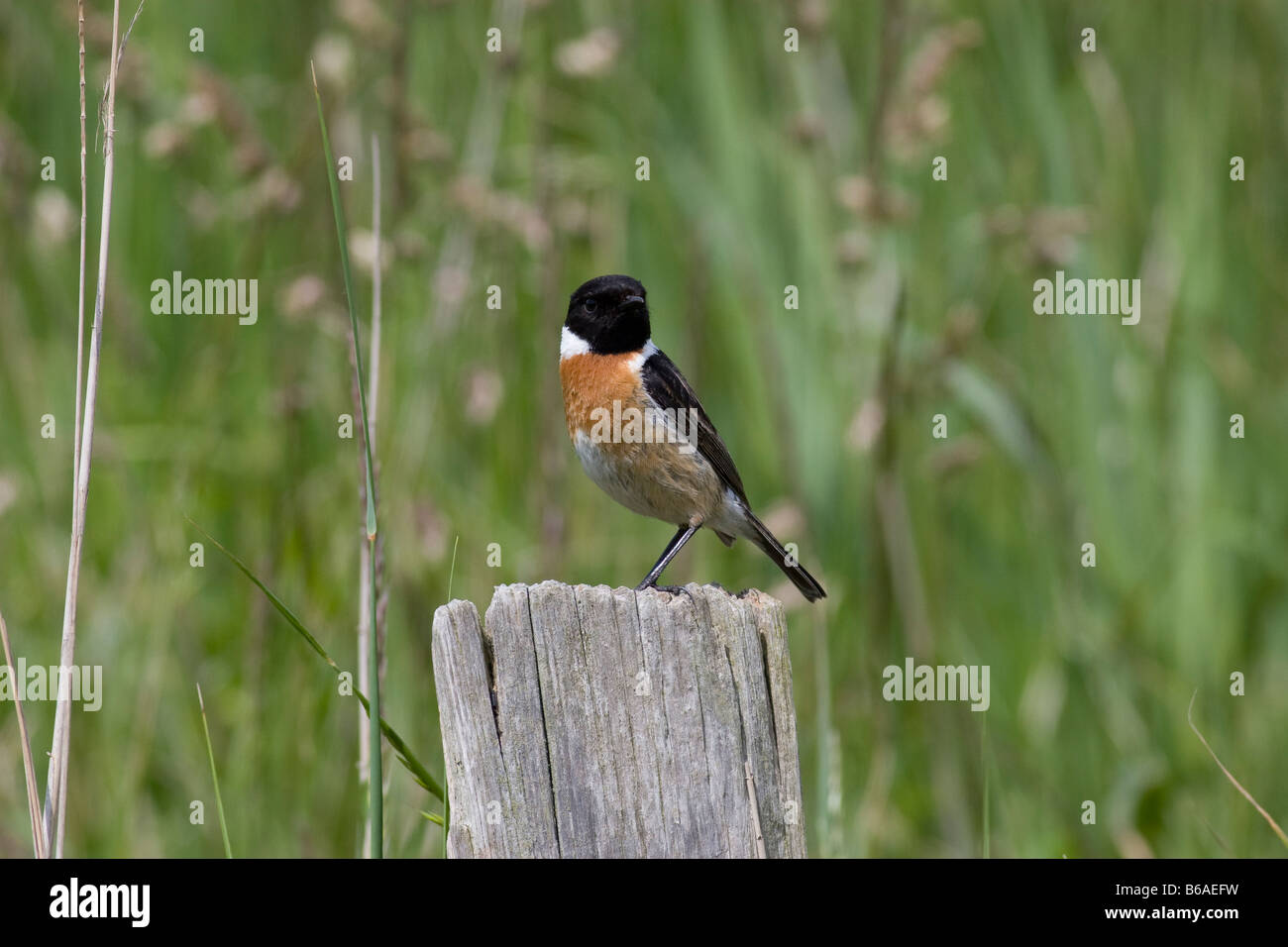 Male Stonechat (Saxicola torquata Stock Photo - Alamy