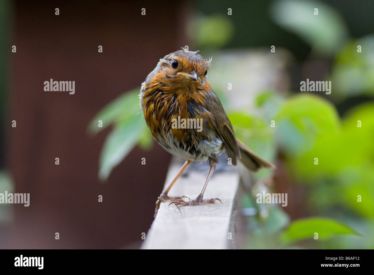 Robin bird bath hi-res stock photography and images - Alamy