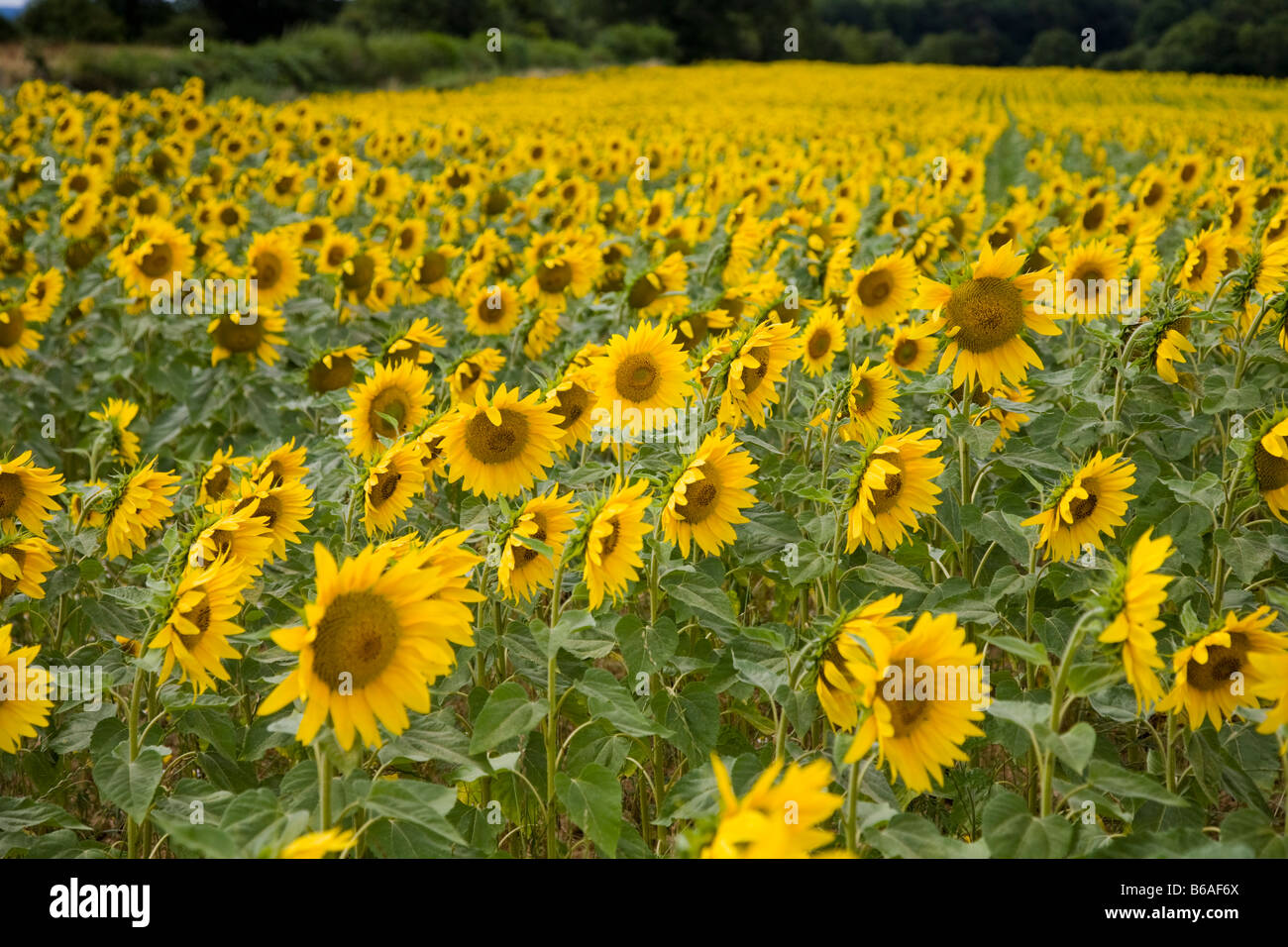 The berry france hi-res stock photography and images - Alamy