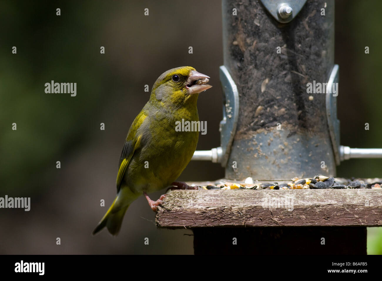 Greenfinch (Carduelis chloris) feeding on Sunflower seeds Stock Photo ...