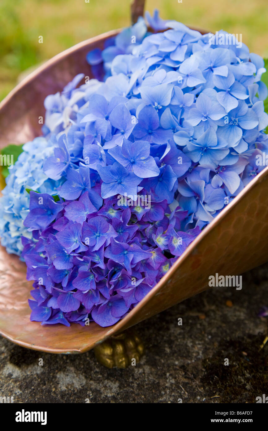Hydrangeas basket hi-res stock photography and images - Alamy