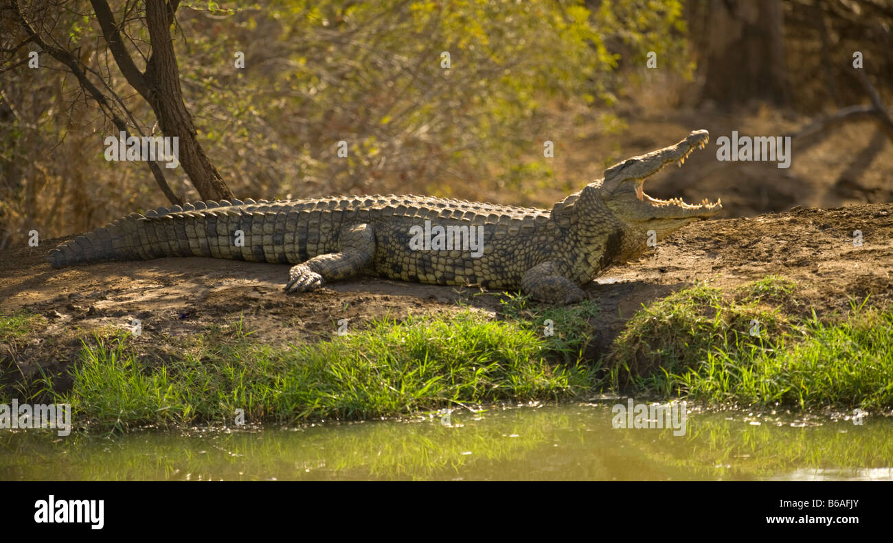 Limpopo River Crocodiles