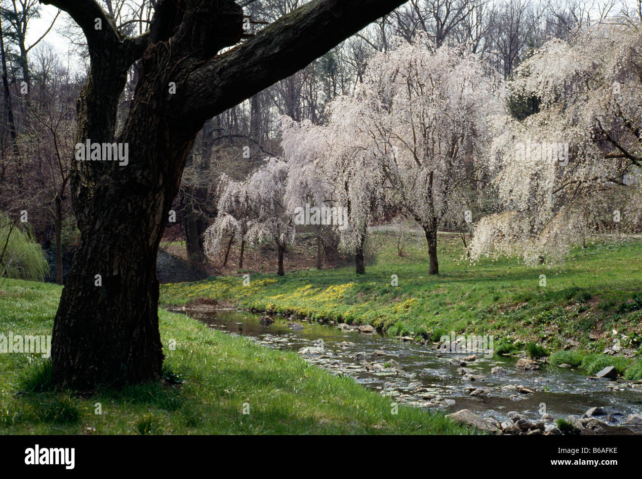 Weeping Cherry trees shidarezakura in spring bloom Fairmount Park ...