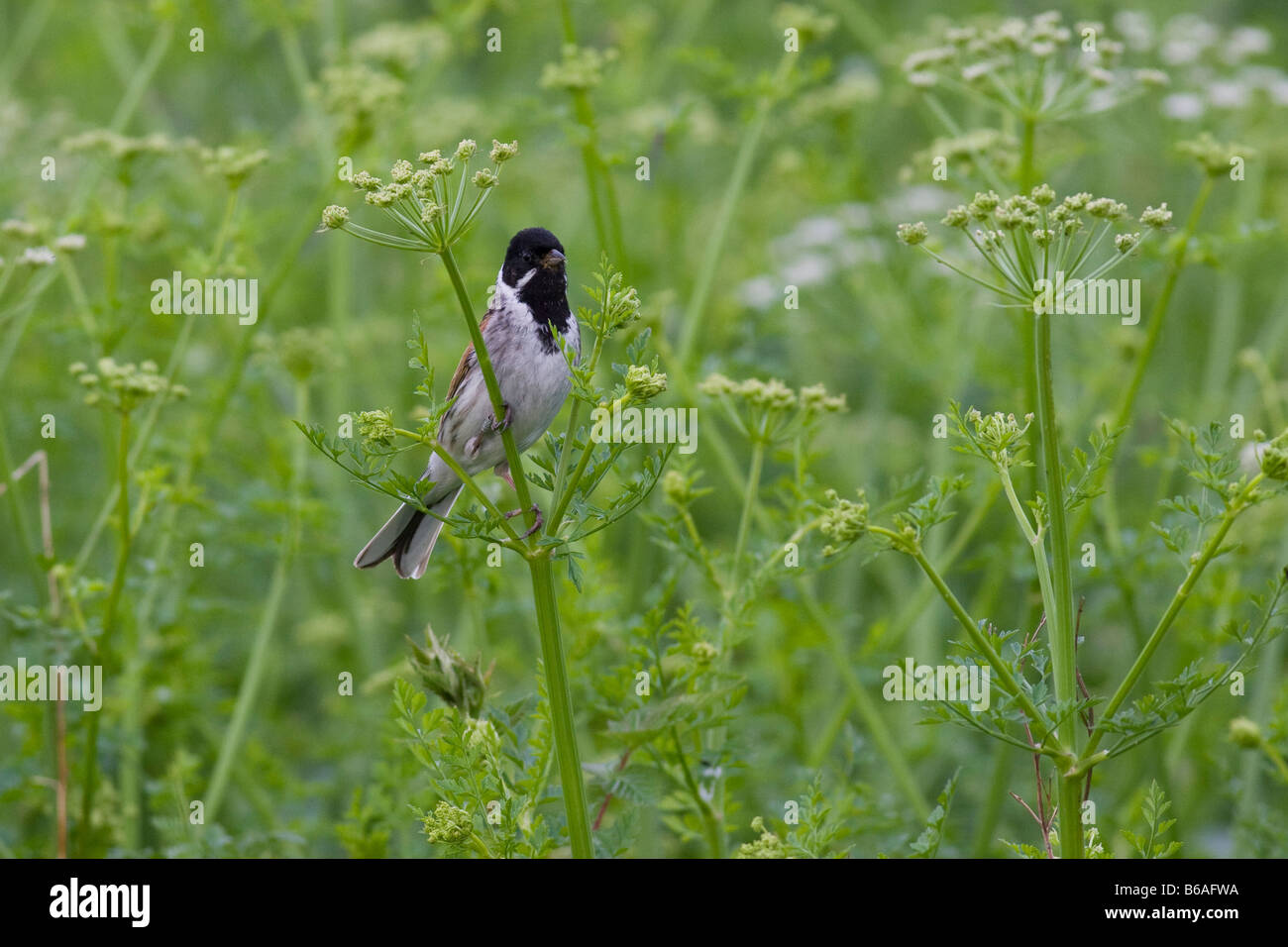 Male Reed Bunting (Emberiza schoeniclus Stock Photo - Alamy