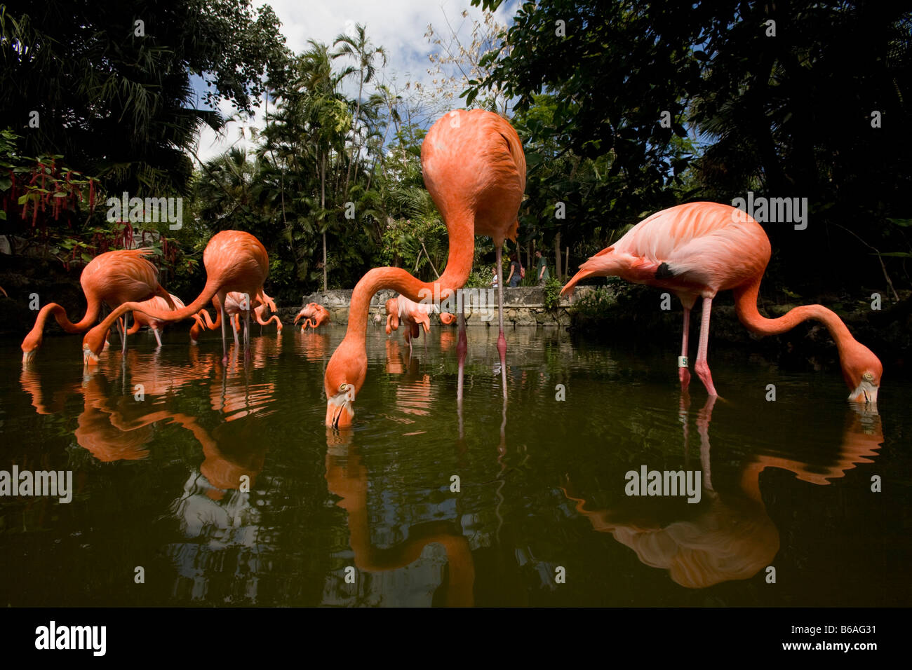 Bahamas flamingo hi-res stock photography and images - Alamy